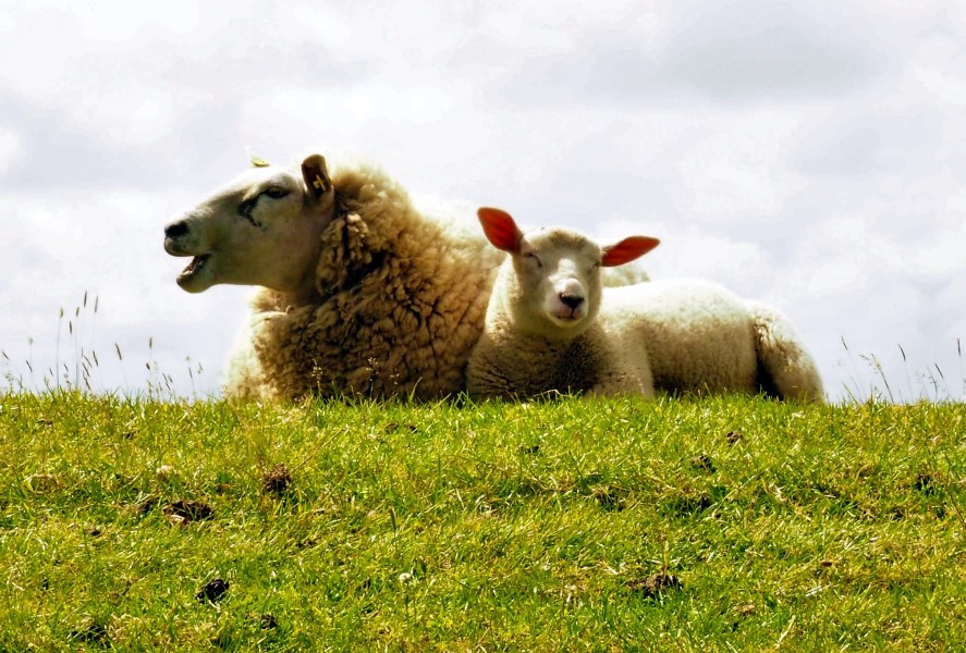 Blauzungenkrankheit erreicht den Enzkreis - infopress24.de